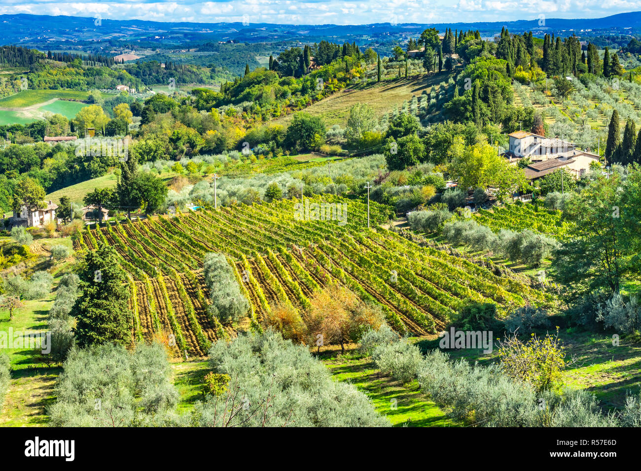 Tuscan Farm Wine Vines Olive Trees Vineyard San Gimignano Tuscany Italy ...
