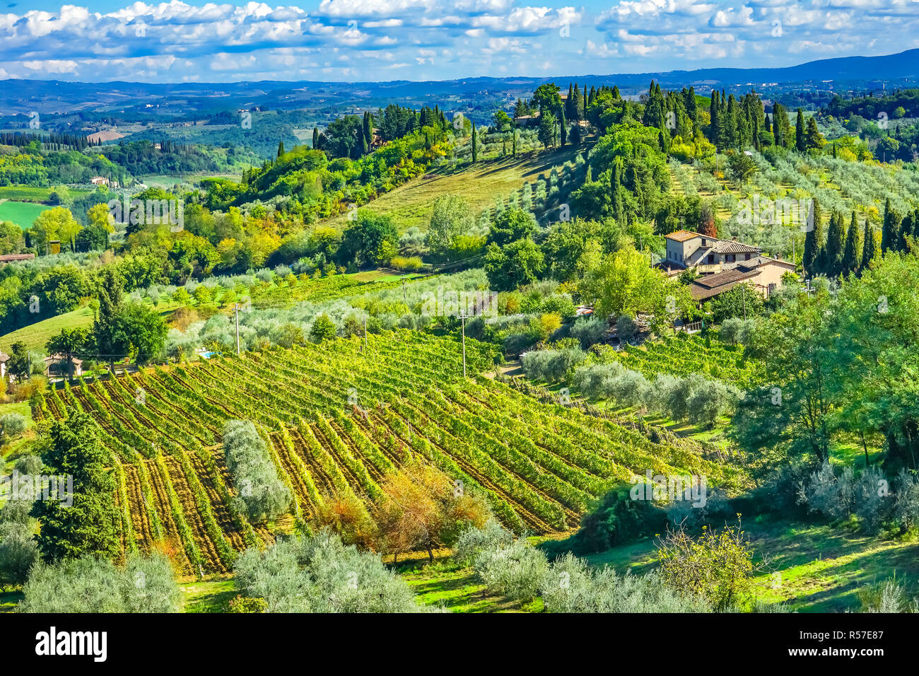 Tuscan Farm Wine Vines Olive Trees Vineyard San Gimignano Tuscany Italy ...