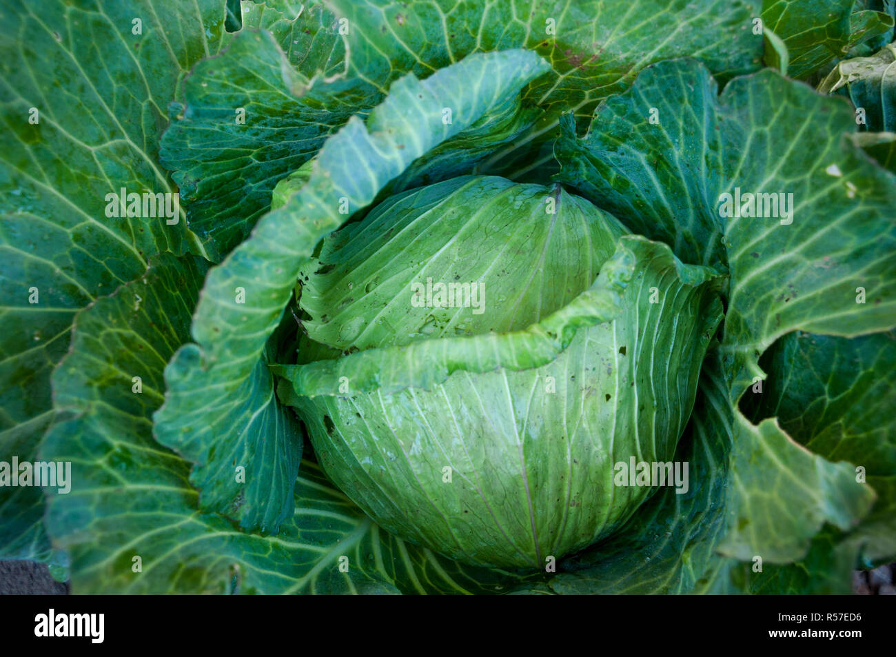 Close up green Cabbage damage insect hole drop water top view ...