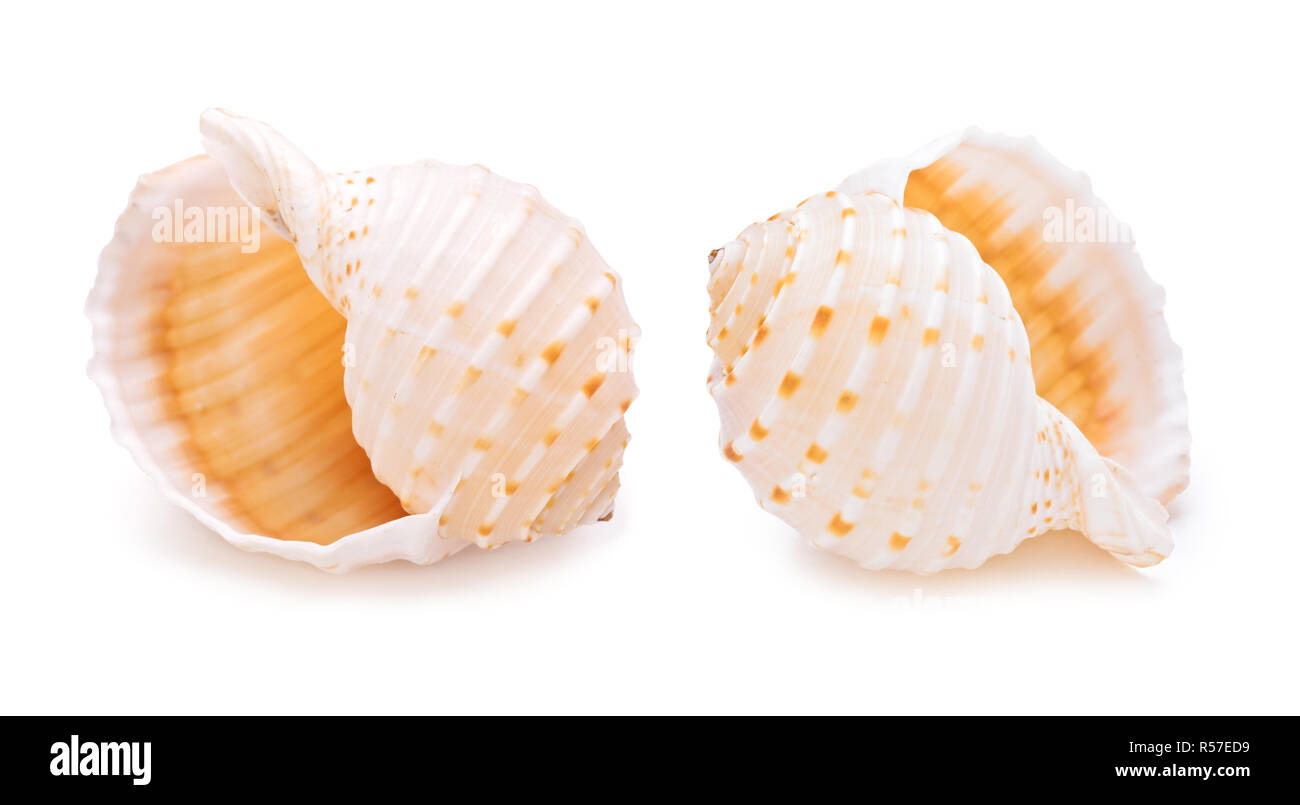 Sea conch shells in a row Stock Photo - Alamy