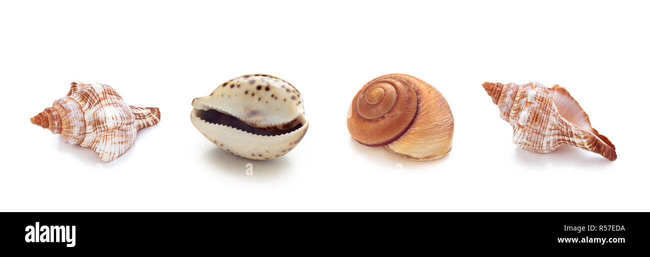 Holiday background shells different Cut Out Stock Images & Pictures - Alamy