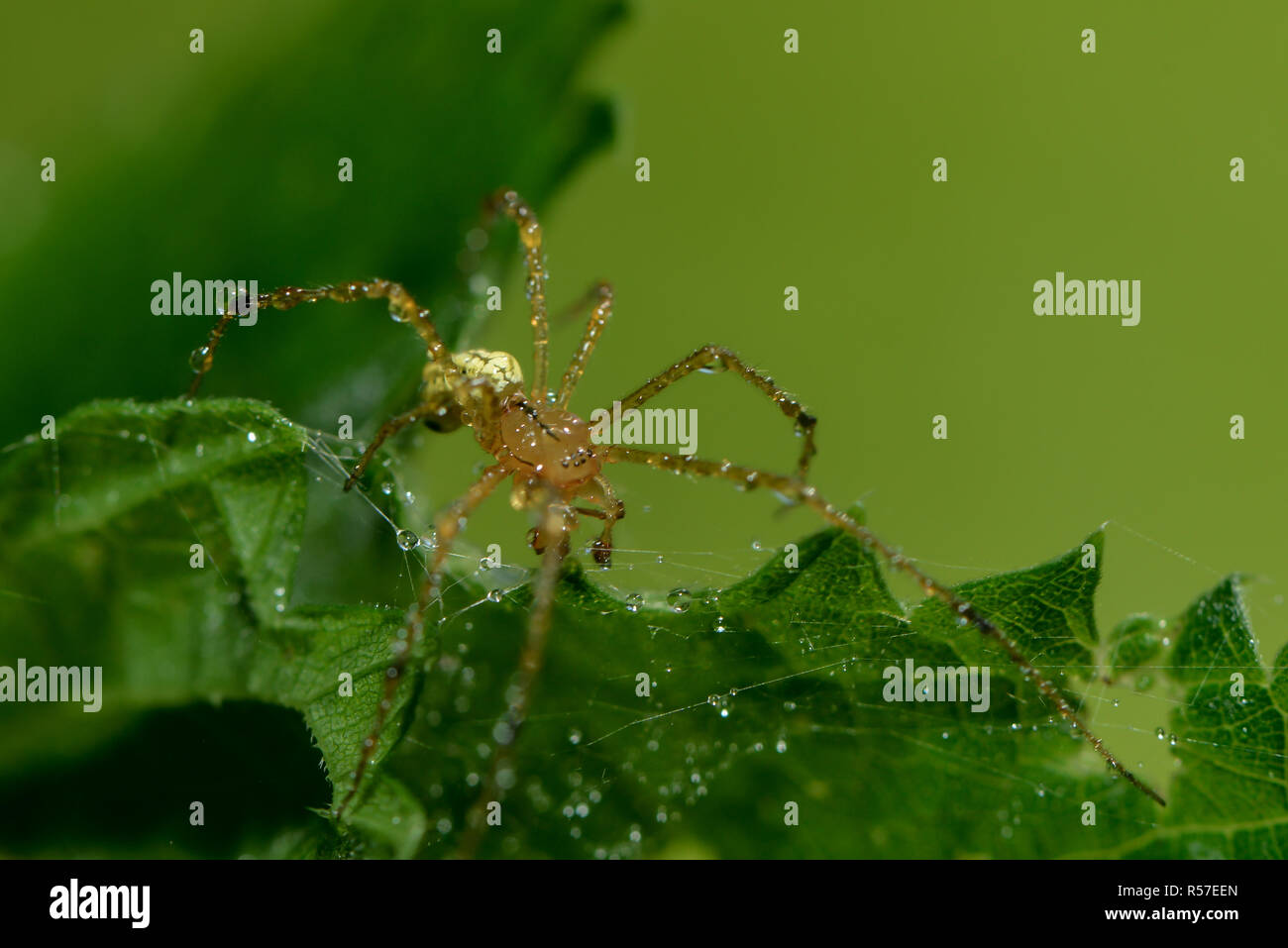 Dornfinger hi-res stock photography and images - Alamy