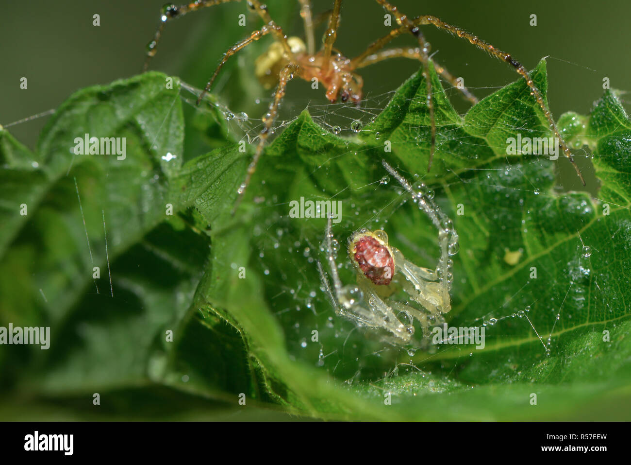 Dornfinger hi-res stock photography and images - Alamy