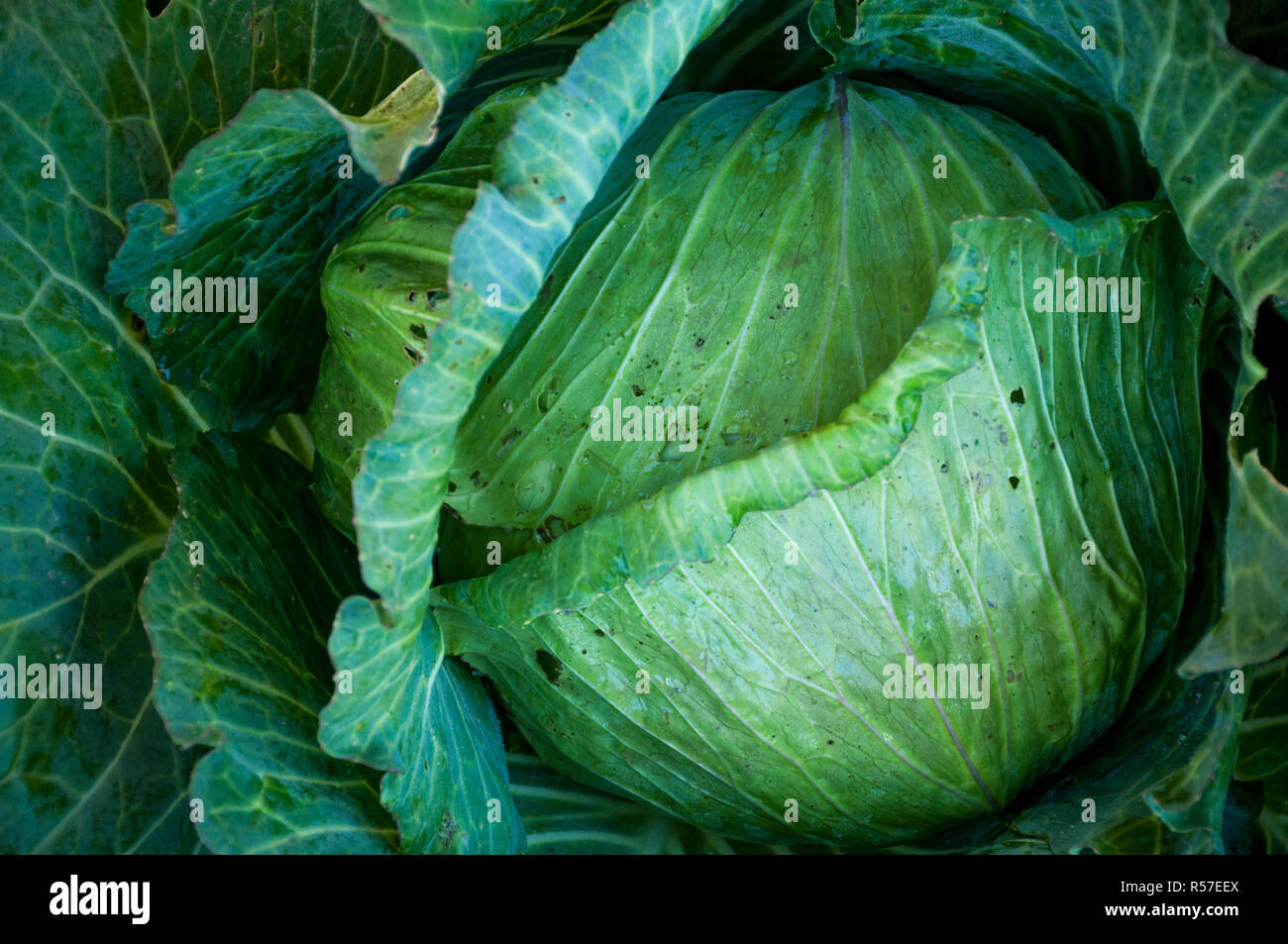Close up green Cabbage damage insect hole drop water top view ...
