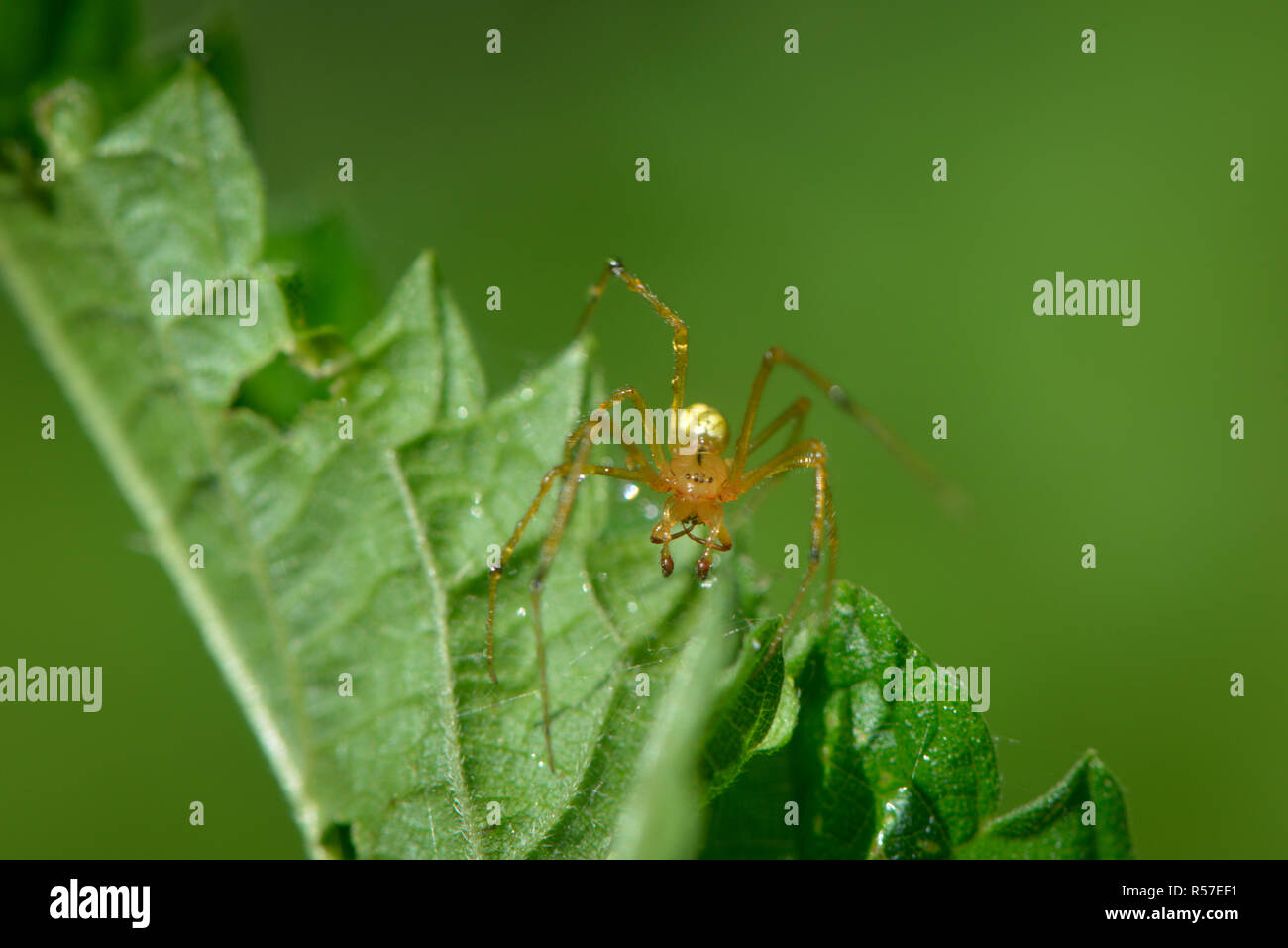 Dornfinger hi-res stock photography and images - Alamy