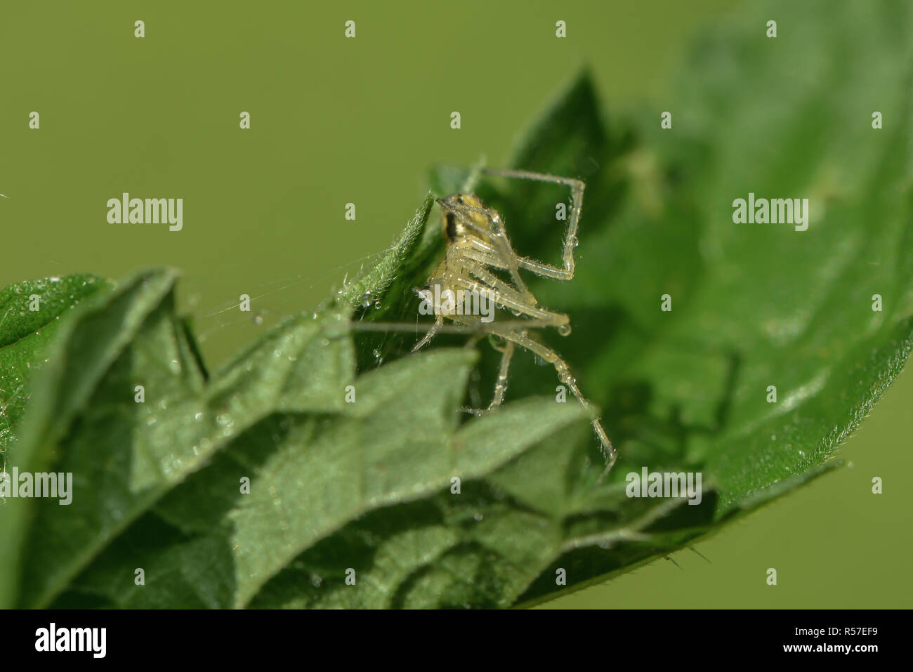 Dornfinger hi-res stock photography and images - Alamy