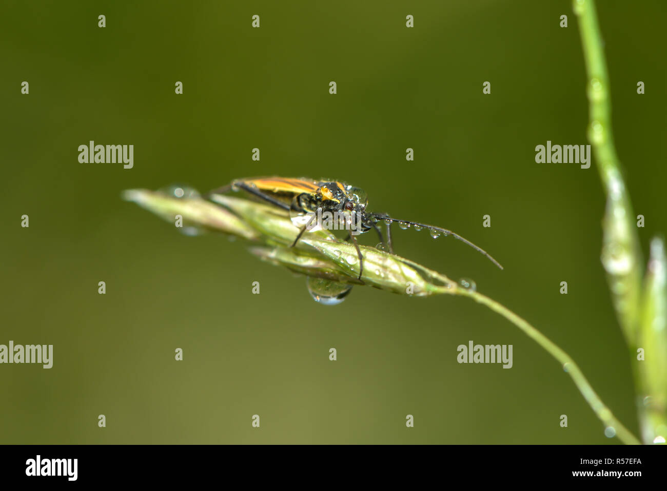 Insects bugs grass hi-res stock photography and images - Alamy