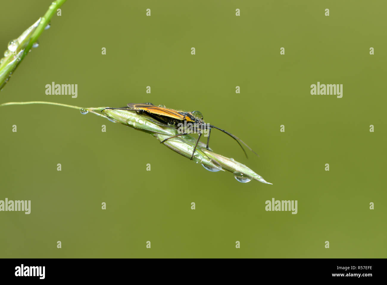 grass bug in the rain Stock Photo - Alamy