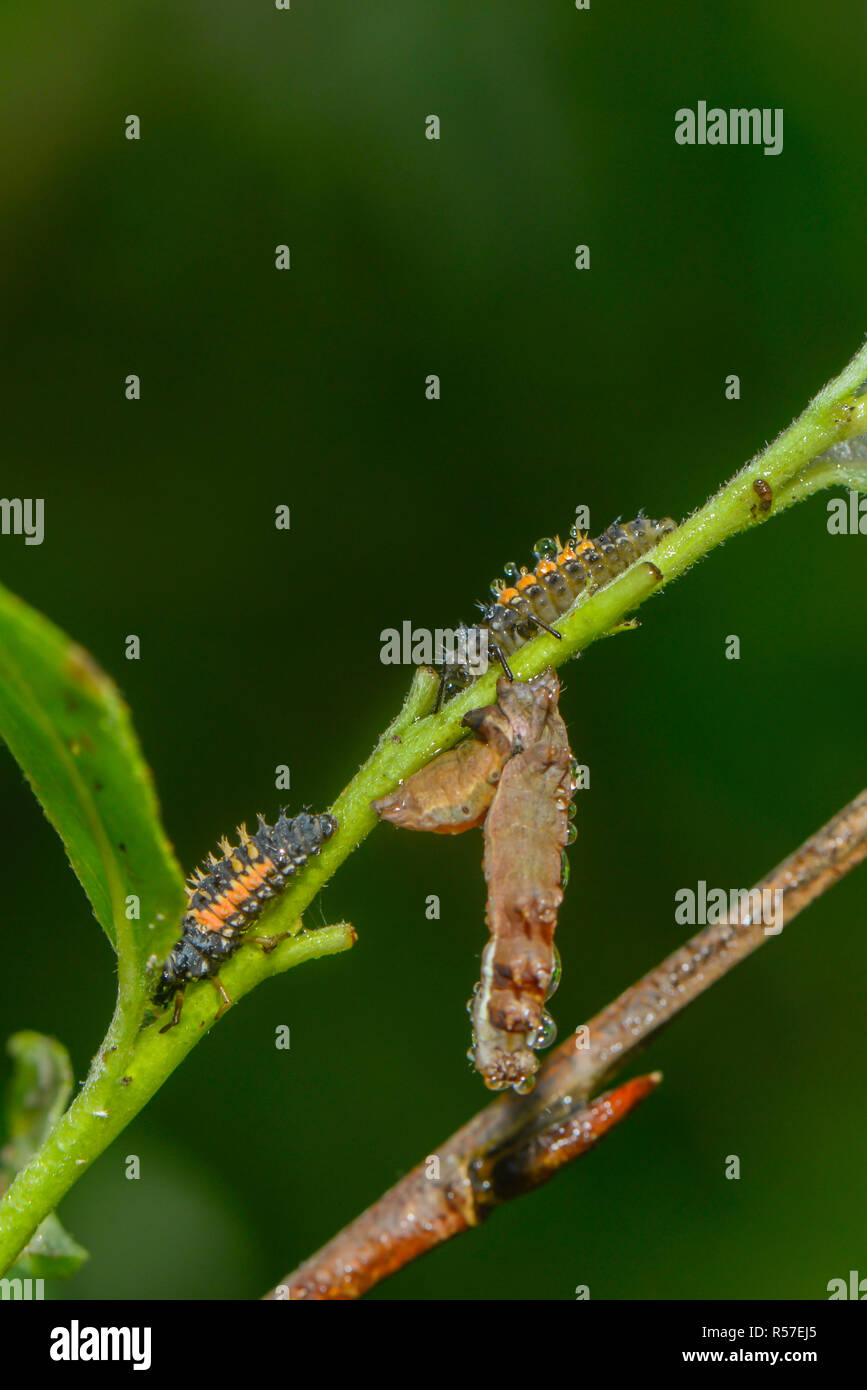 Insect coleoptera polyphaga hi-res stock photography and images - Alamy