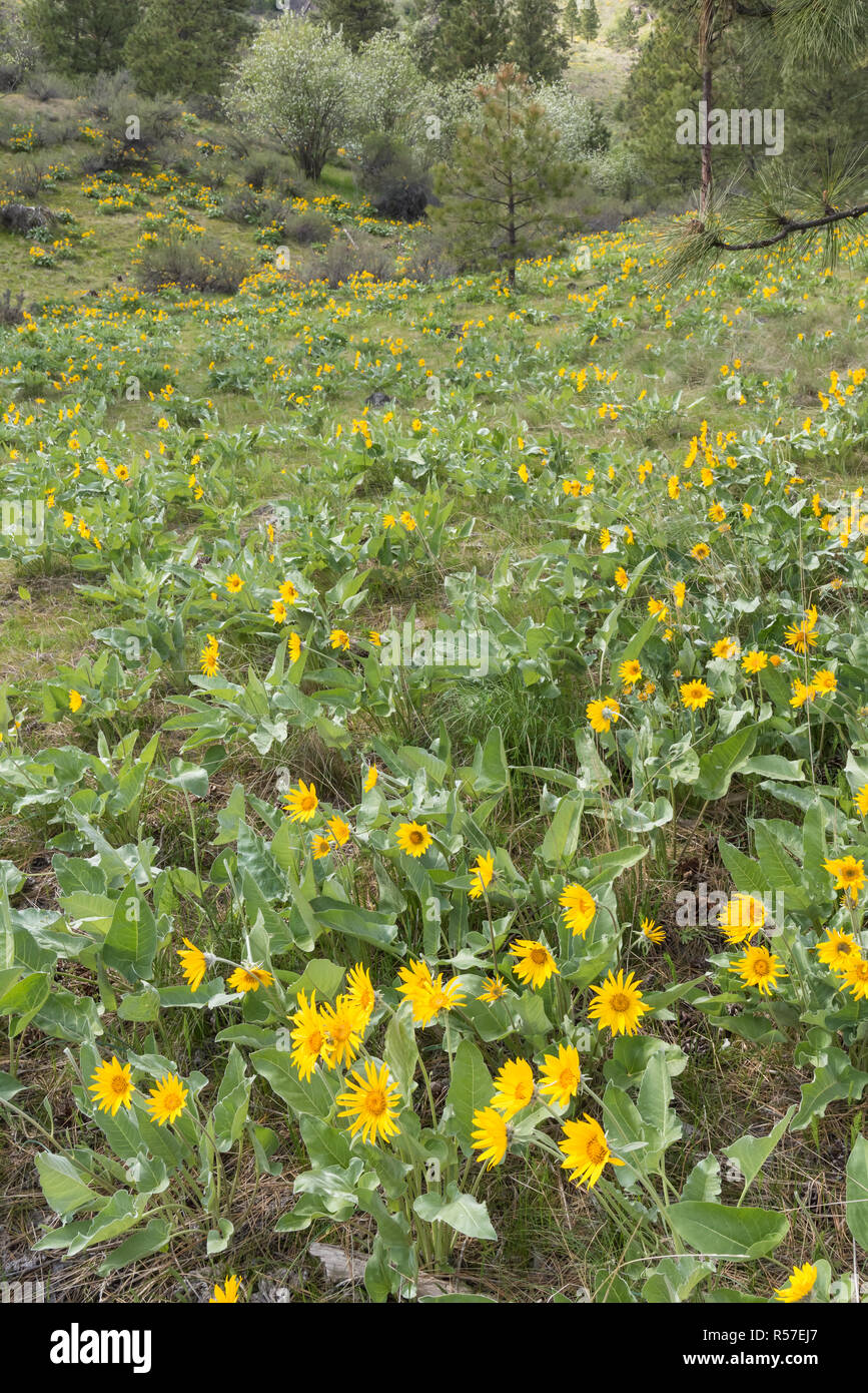 Yellow flowers of arrowleaf balsamroot growing on forested hillside ...