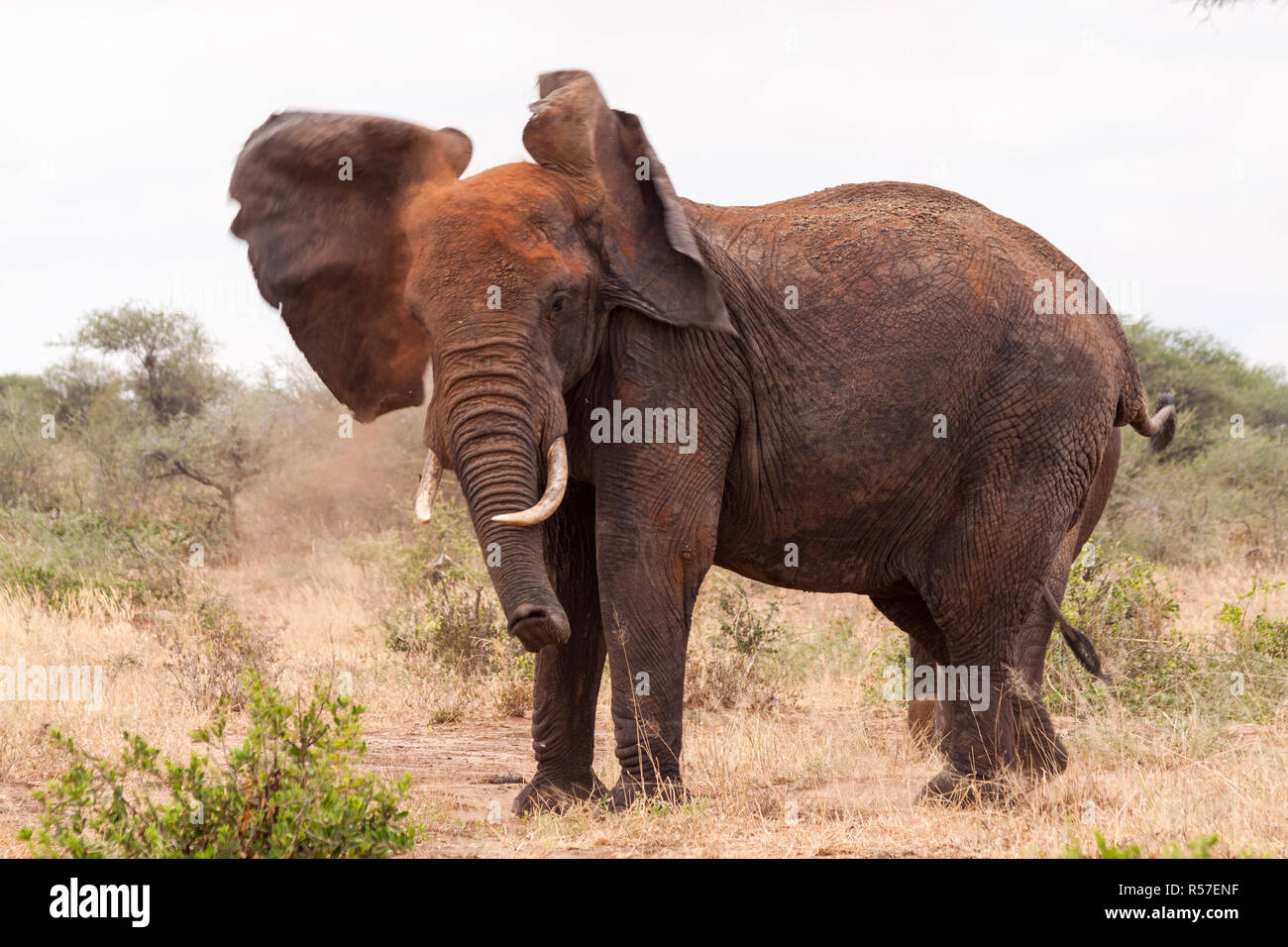 Shaking dust off hi-res stock photography and images - Alamy