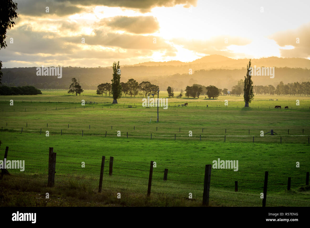 Australian cattle farm, in the state of Victoria Stock Photo - Alamy