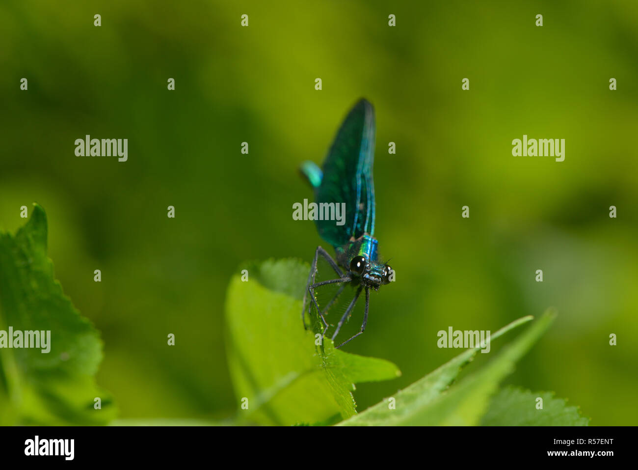 Splendor dragonfly hi-res stock photography and images - Alamy