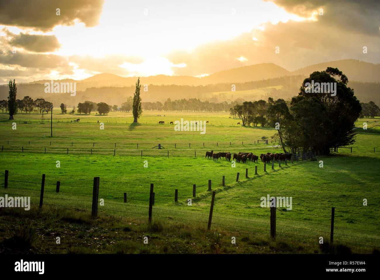 Australian cattle farm, in the state of Victoria Stock Photo - Alamy