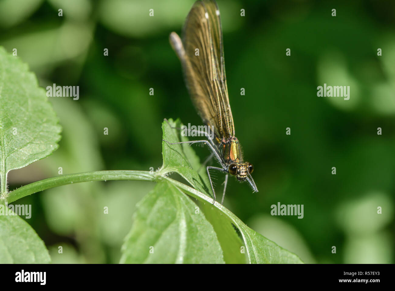 Splendor dragonfly hi-res stock photography and images - Alamy