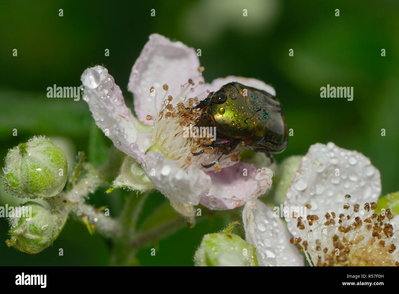 rose beetle sits on a hedge-roses bloom Stock Photo - Alamy