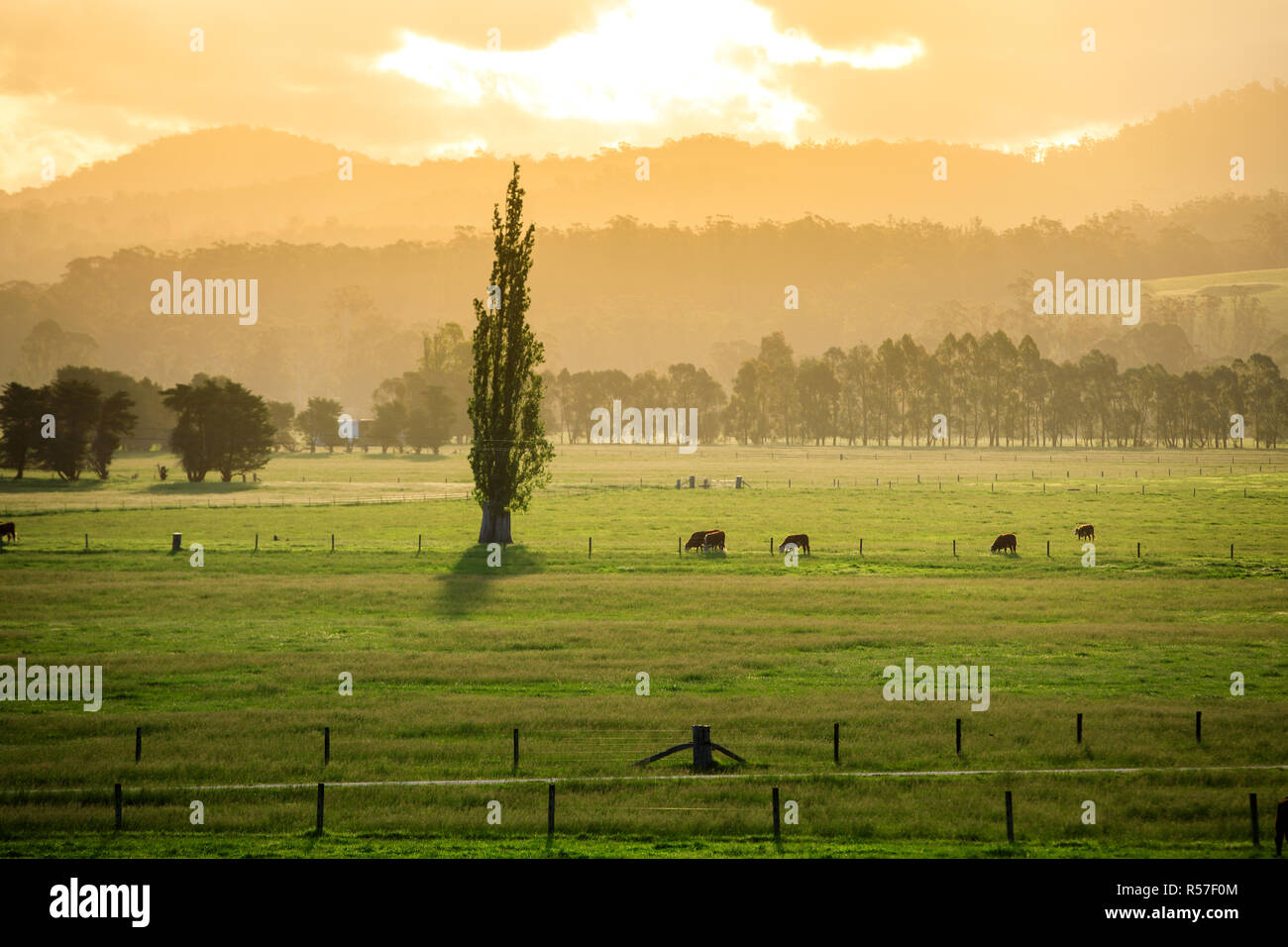 Australian cattle farm, in the state of Victoria Stock Photo - Alamy
