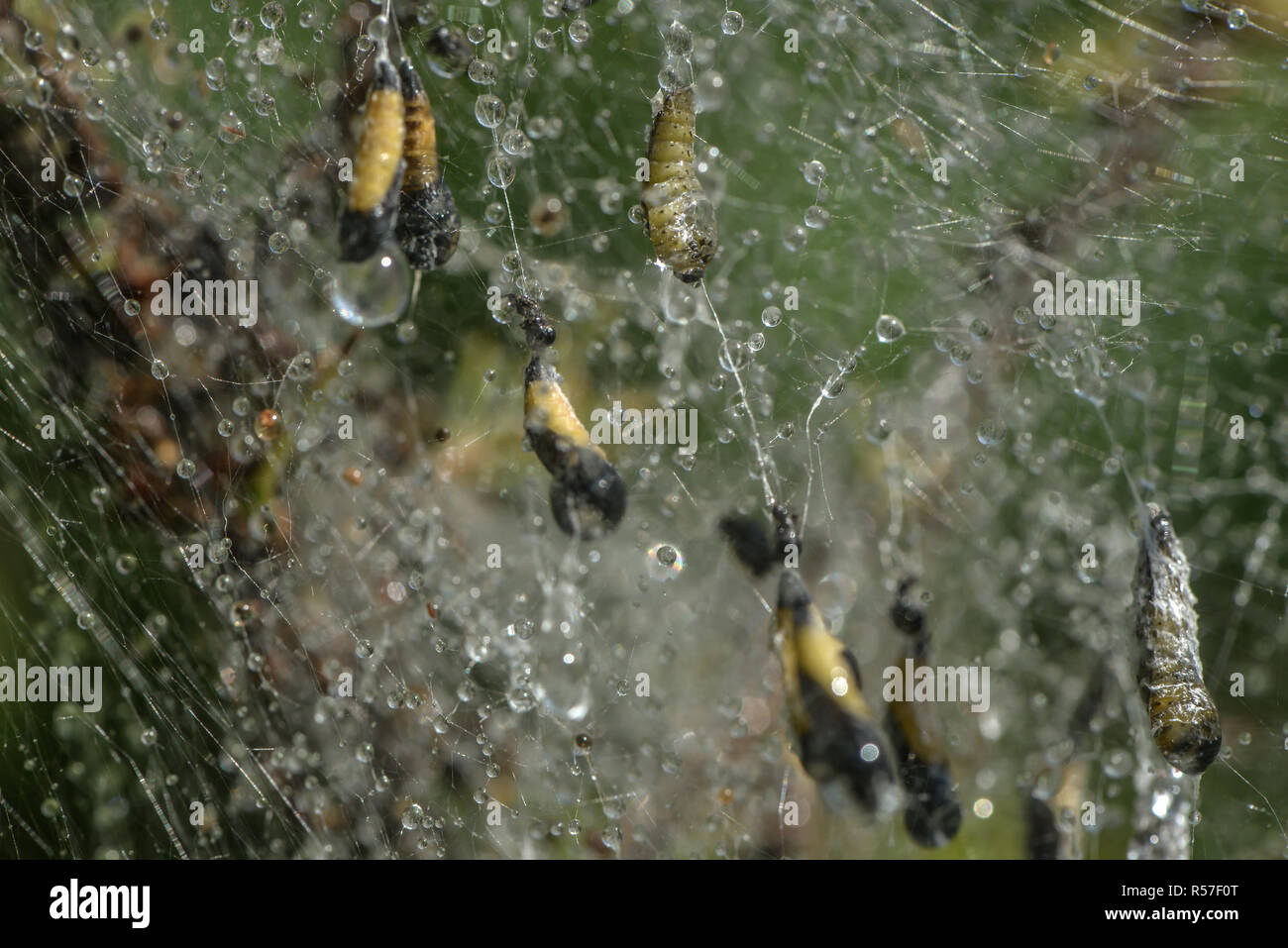 Spinning butterfly hi-res stock photography and images - Alamy