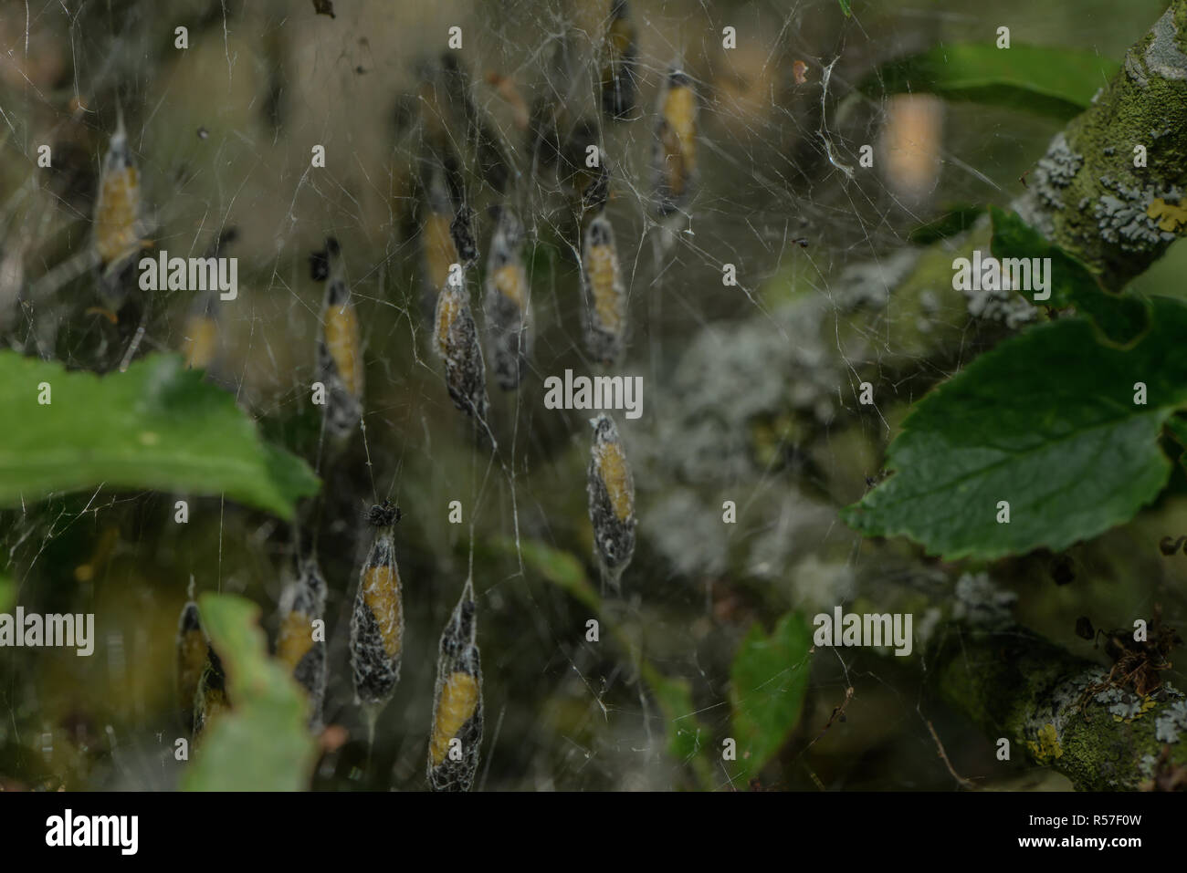 Spinning butterfly hi-res stock photography and images - Alamy