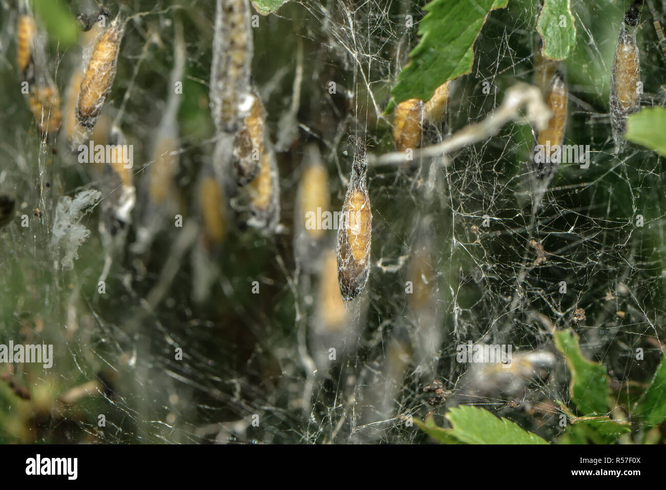 Butterflies moths lepidoptera insecta hi-res stock photography and ...