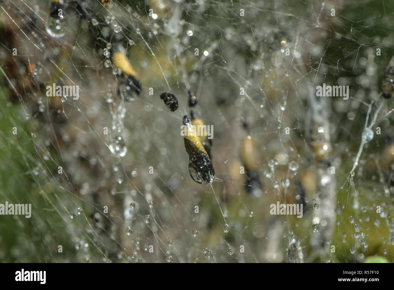 spinning moths in the bush Stock Photo - Alamy