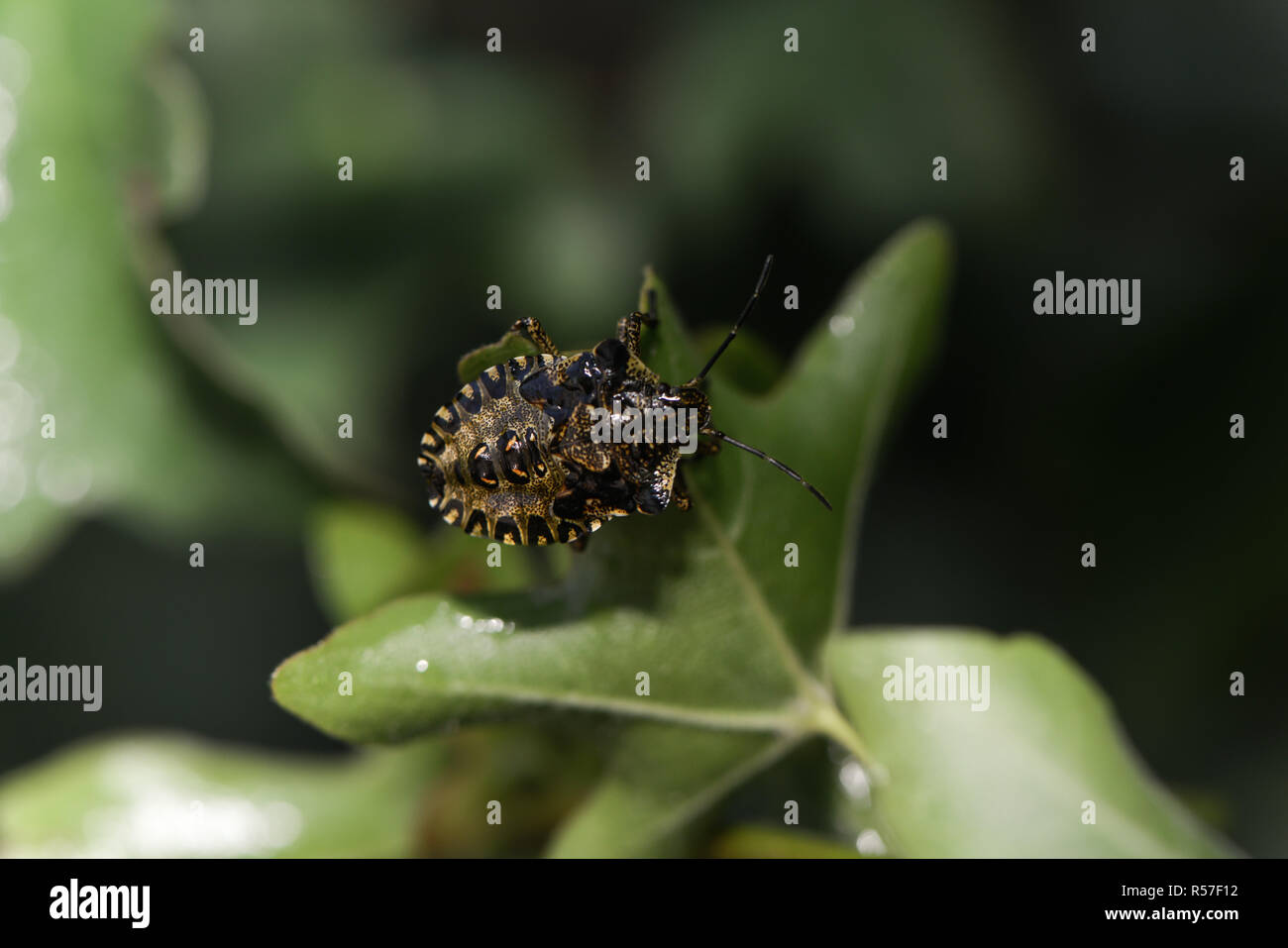 larva of the red-legged tree bug Stock Photo - Alamy