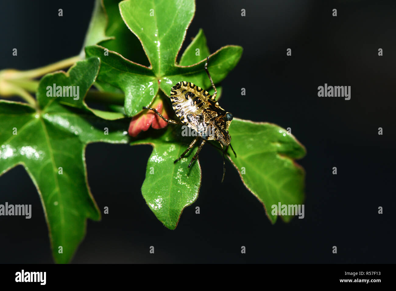 larva of the red-legged tree bug Stock Photo - Alamy