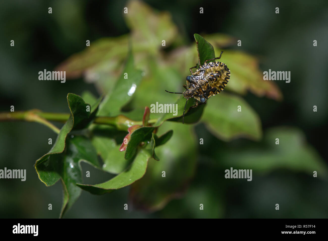 larva of the red-legged tree bug Stock Photo - Alamy