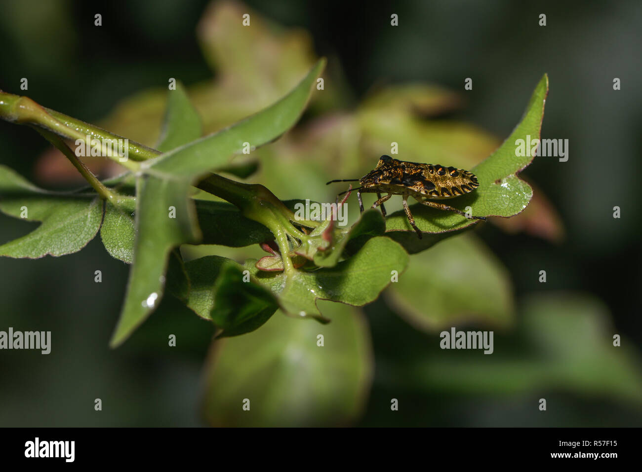 larva of the red-legged tree bug Stock Photo - Alamy