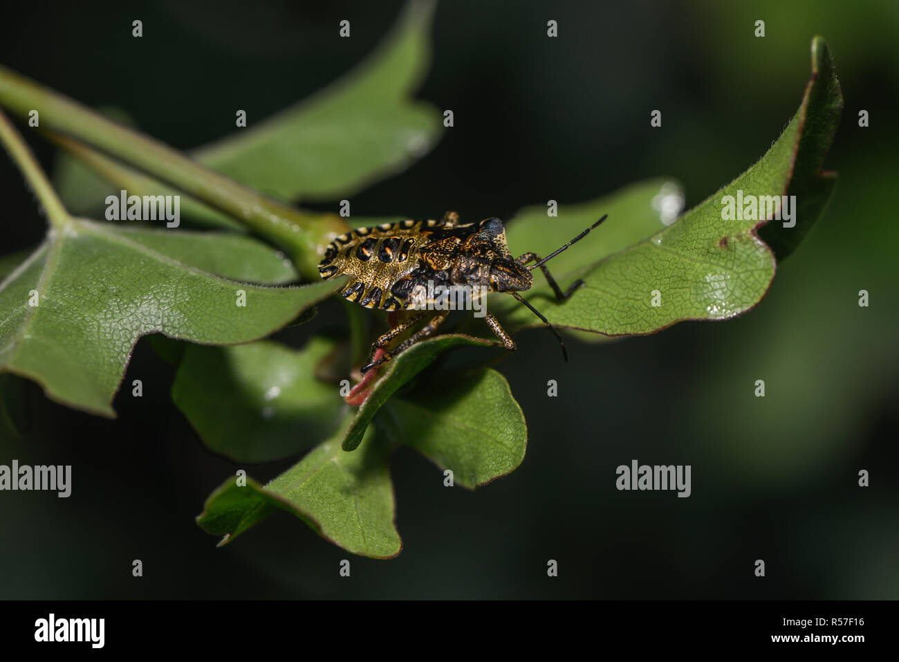 larva of the red-legged tree bug Stock Photo - Alamy