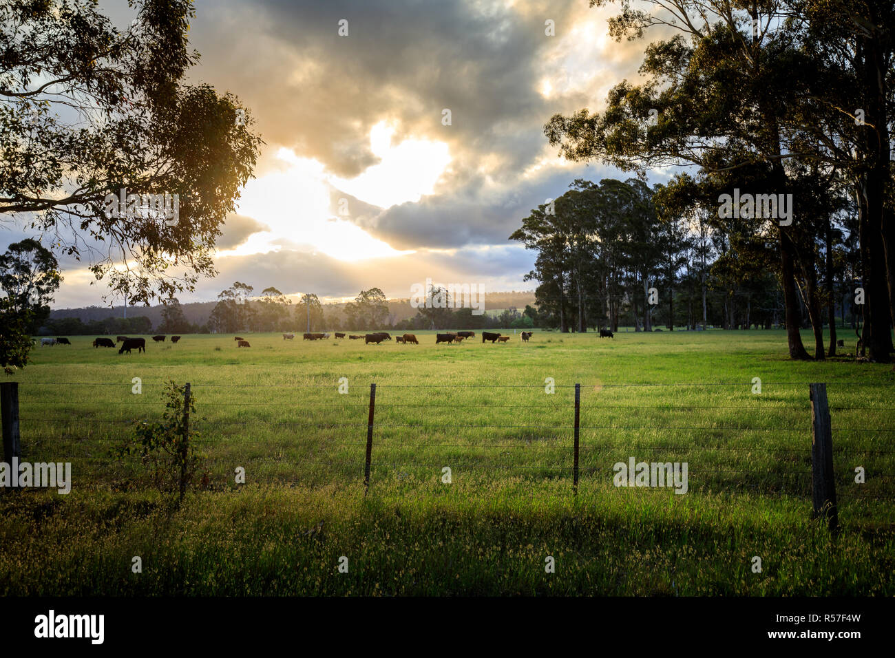 Australian cattle farm, in the state of Victoria Stock Photo - Alamy