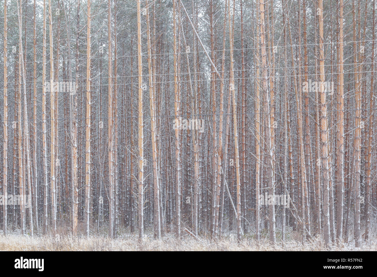 Pine plantations in winter Stock Photo - Alamy