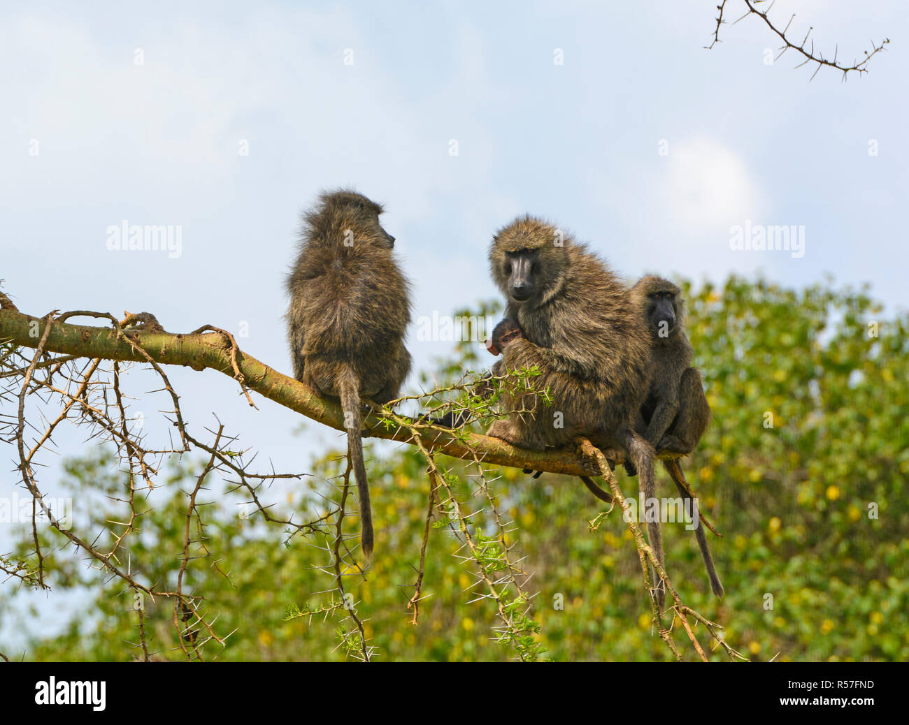Primate family tree hi-res stock photography and images - Alamy