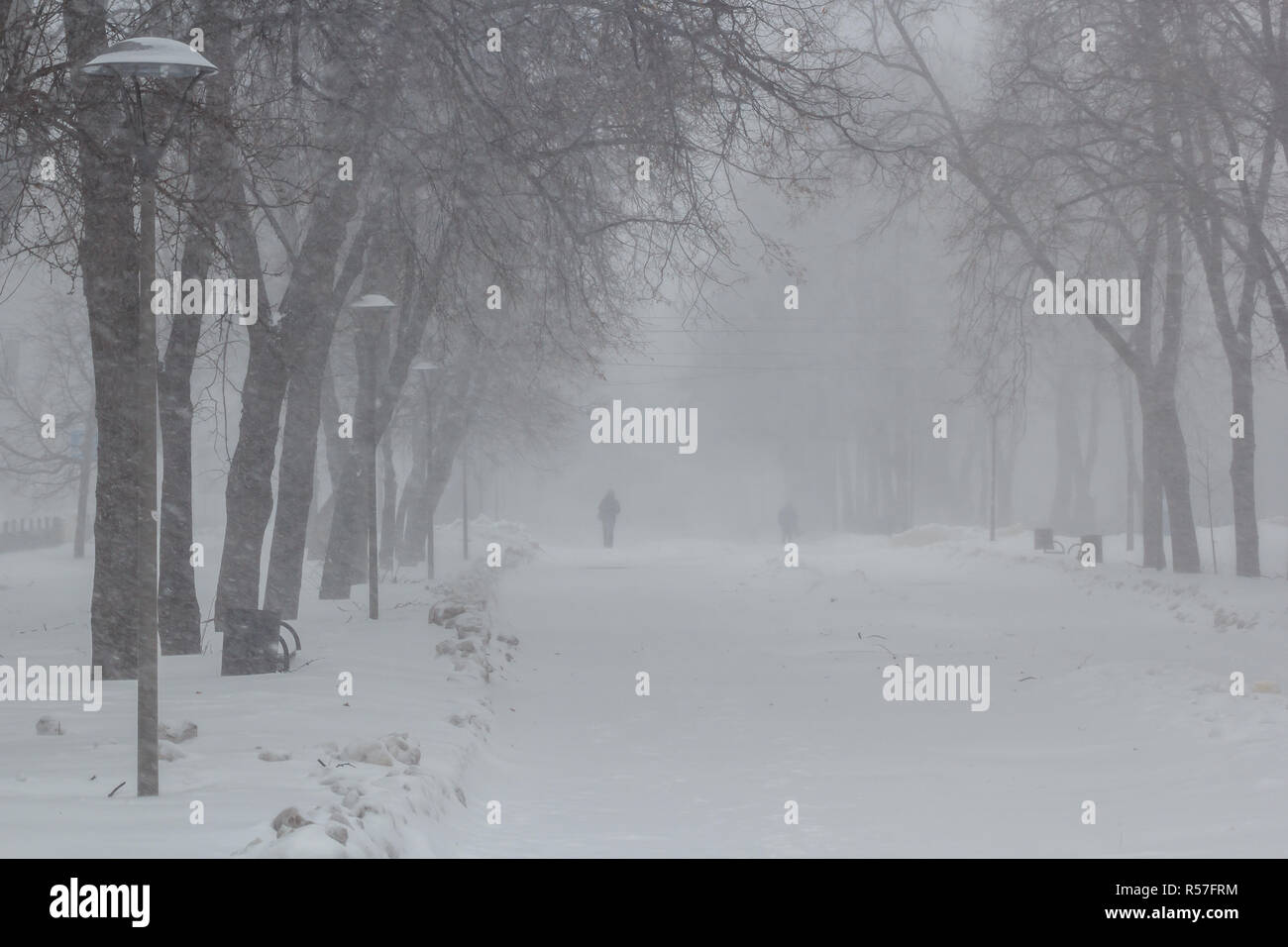 Strong wind and snow in the city park in winter Stock Photo - Alamy