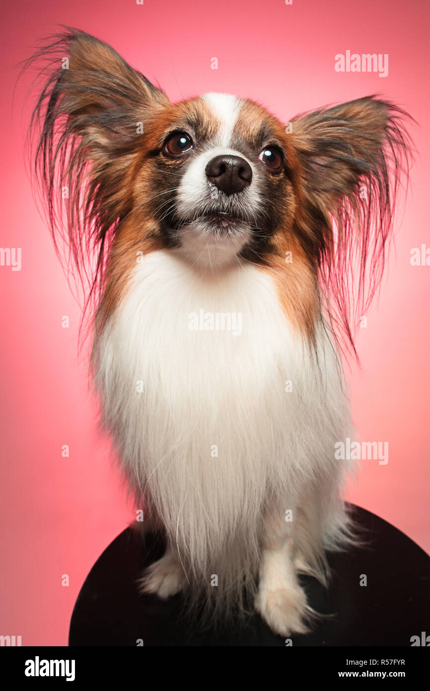 Studio portrait of a small yawning puppy Papillon Stock Photo - Alamy