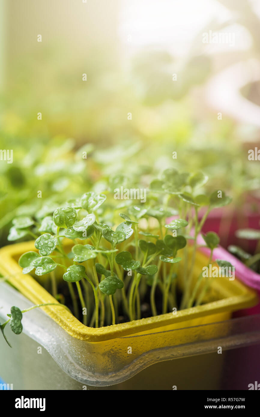 Growing rocket pot hi-res stock photography and images - Alamy