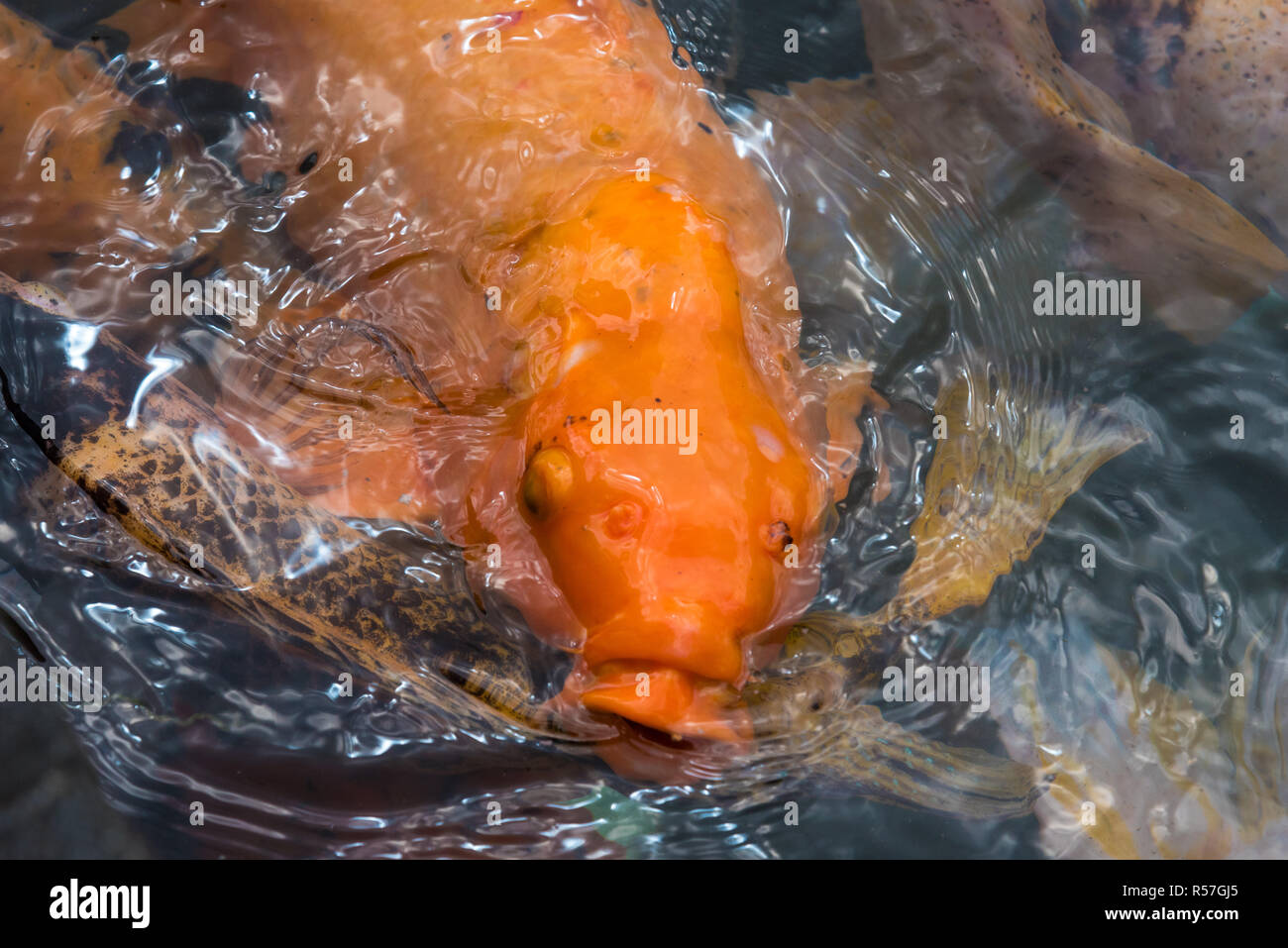 Asian Koi carp swimming in the water Stock Photo - Alamy