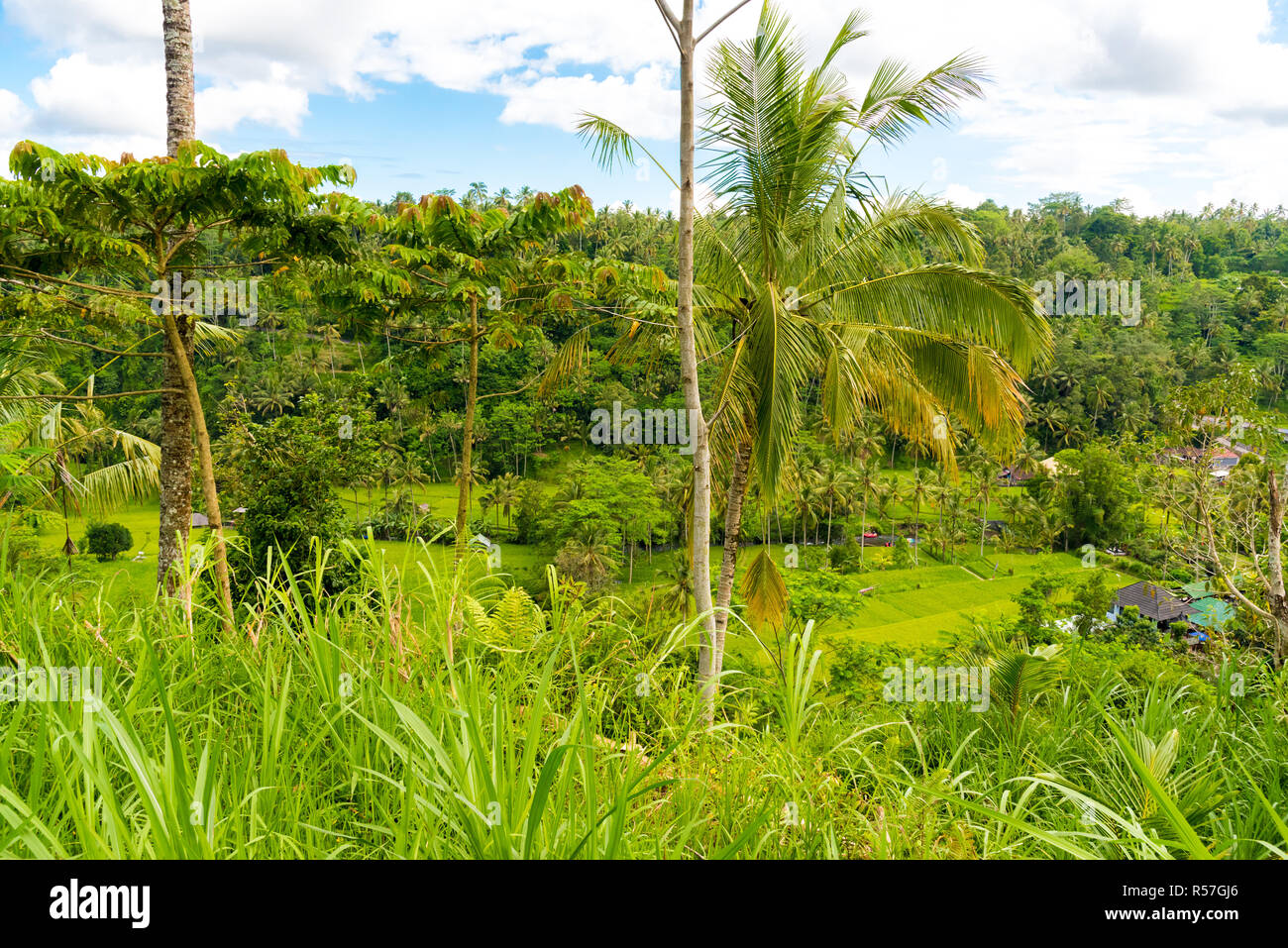 Rice terrace field near Rendang, Bali, Indonesia Stock Photo - Alamy