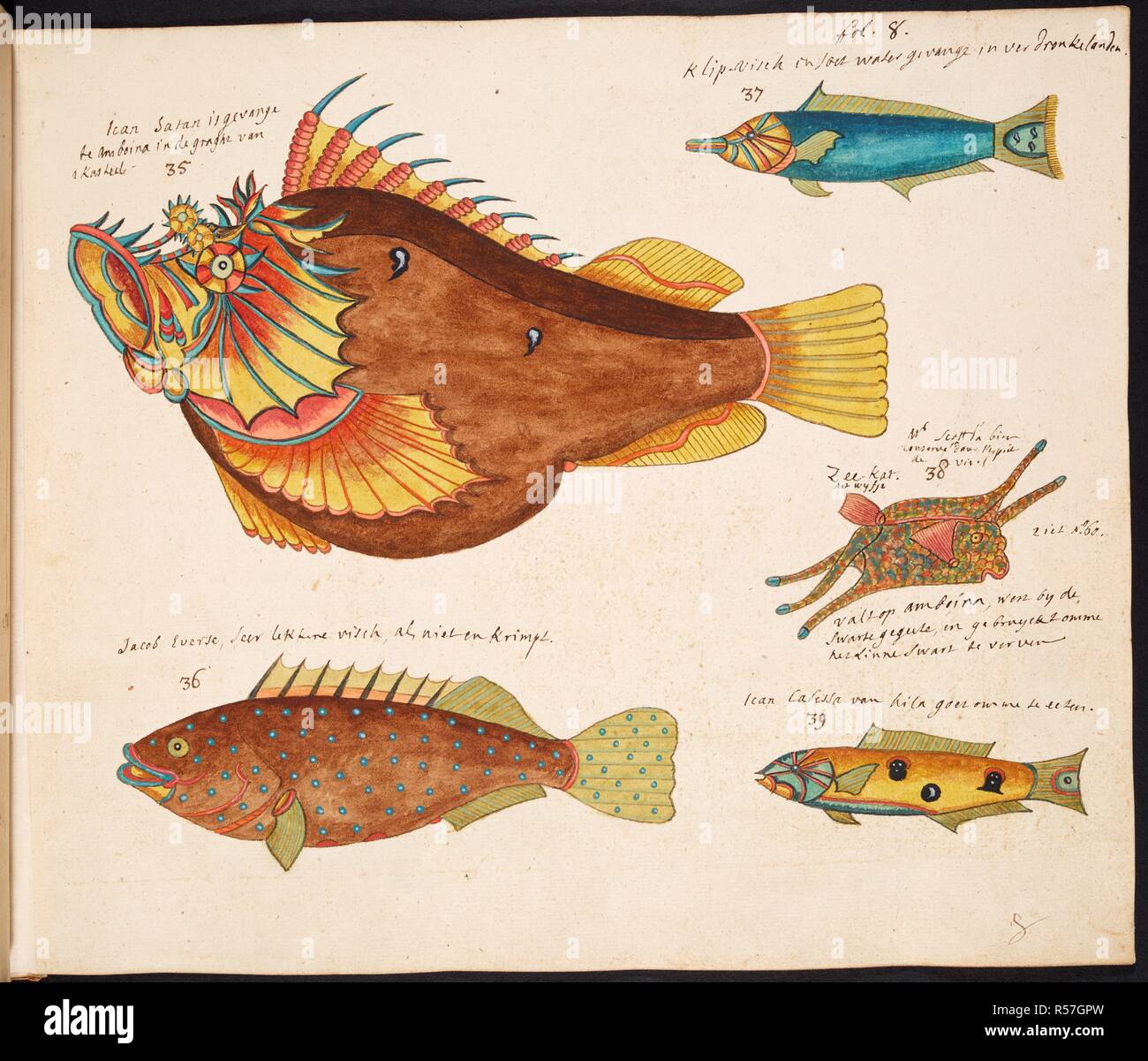 Louis renard fish hi-res stock photography and images - Alamy