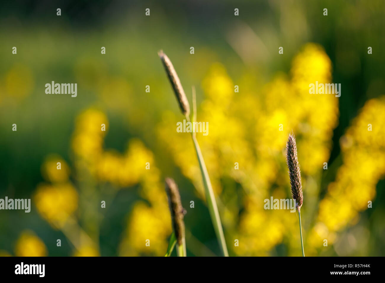 spring background with grass on meadow Stock Photo - Alamy
