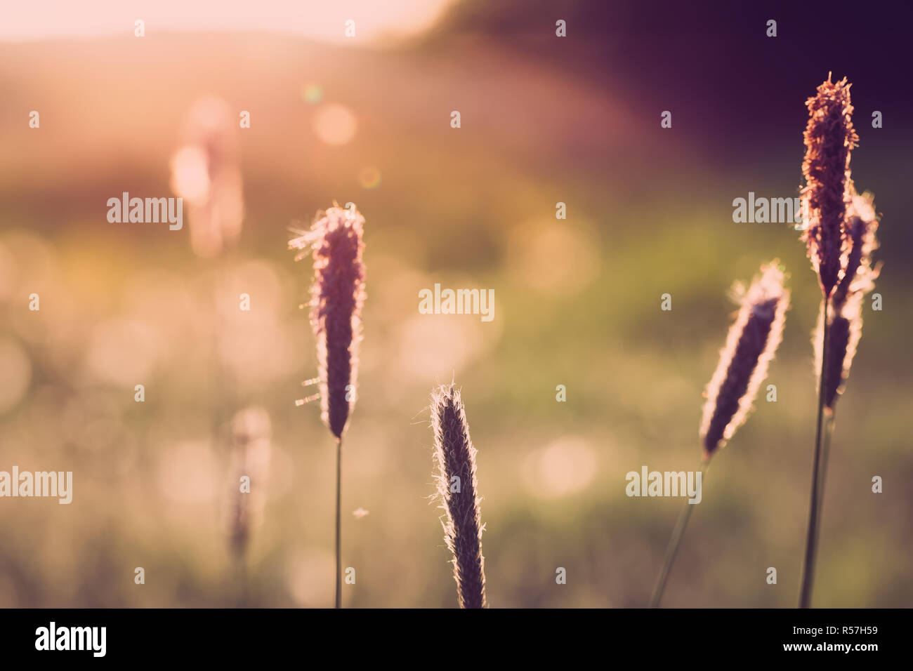 spring background with grass on meadow Stock Photo - Alamy