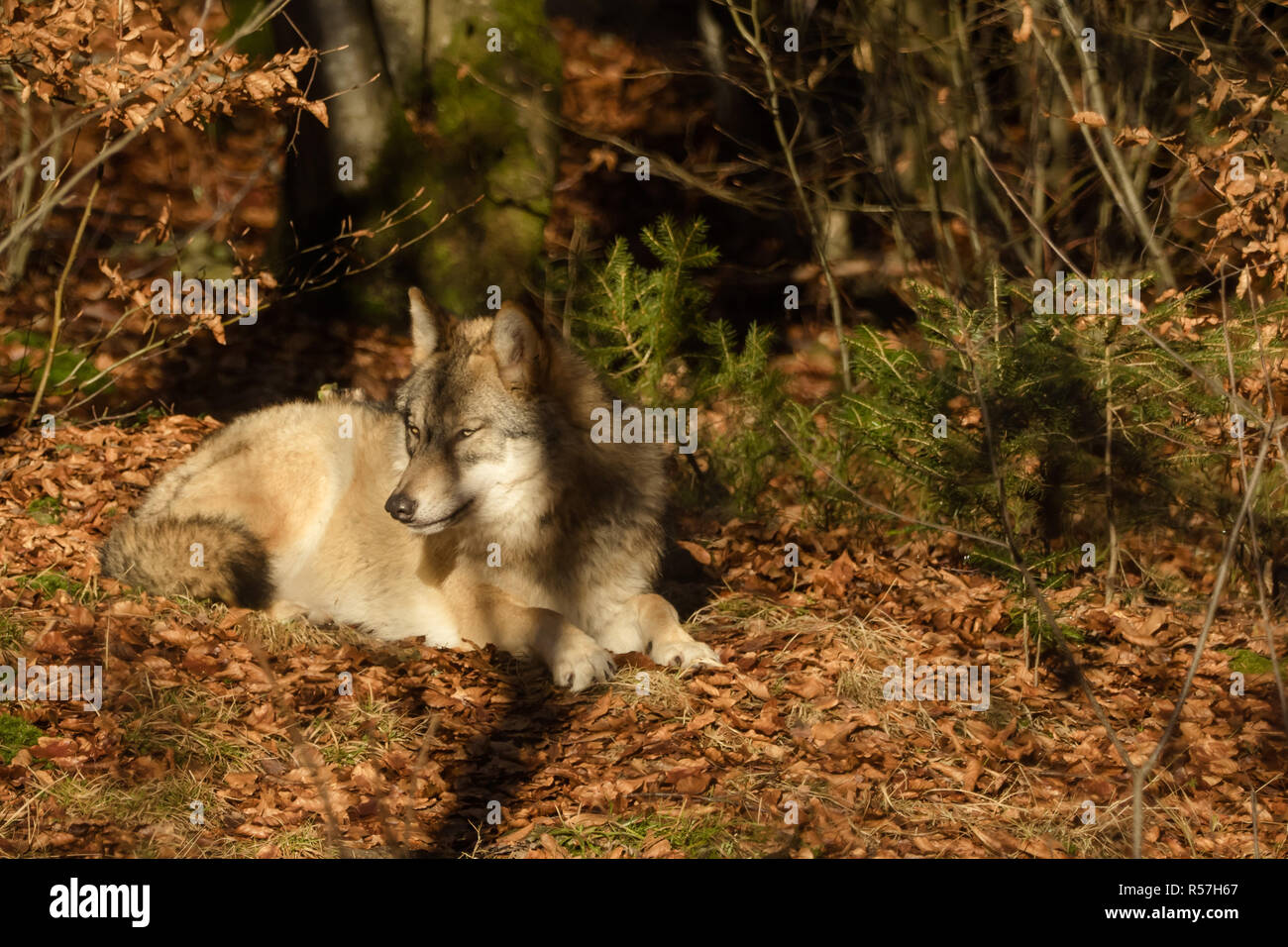 German wolves hi-res stock photography and images - Alamy