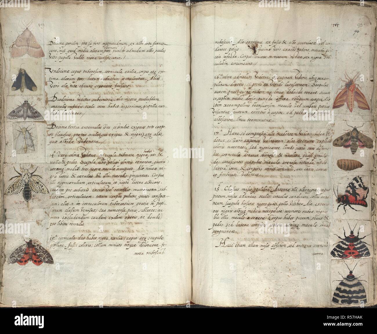 Moths. Text. lnsectorum theatrum. Late 14th century-17th century ...