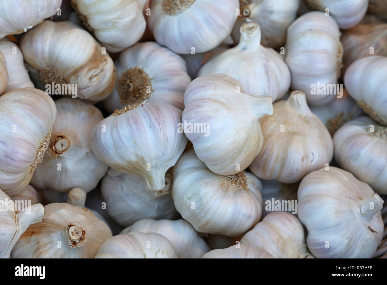 Fresh white garlic bulbs on retail market display Stock Photo - Alamy