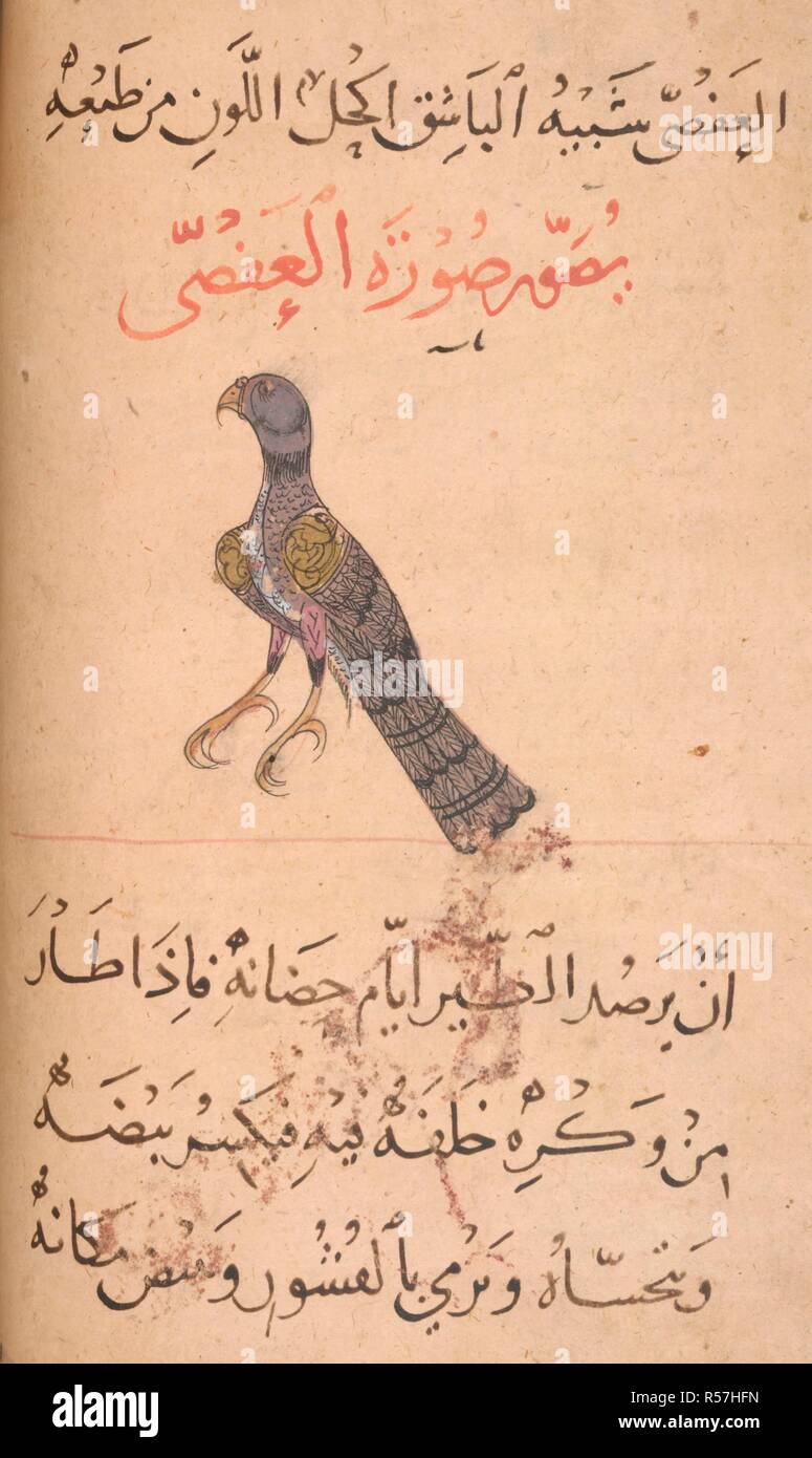 Kitab al hayawan hi-res stock photography and images - Alamy