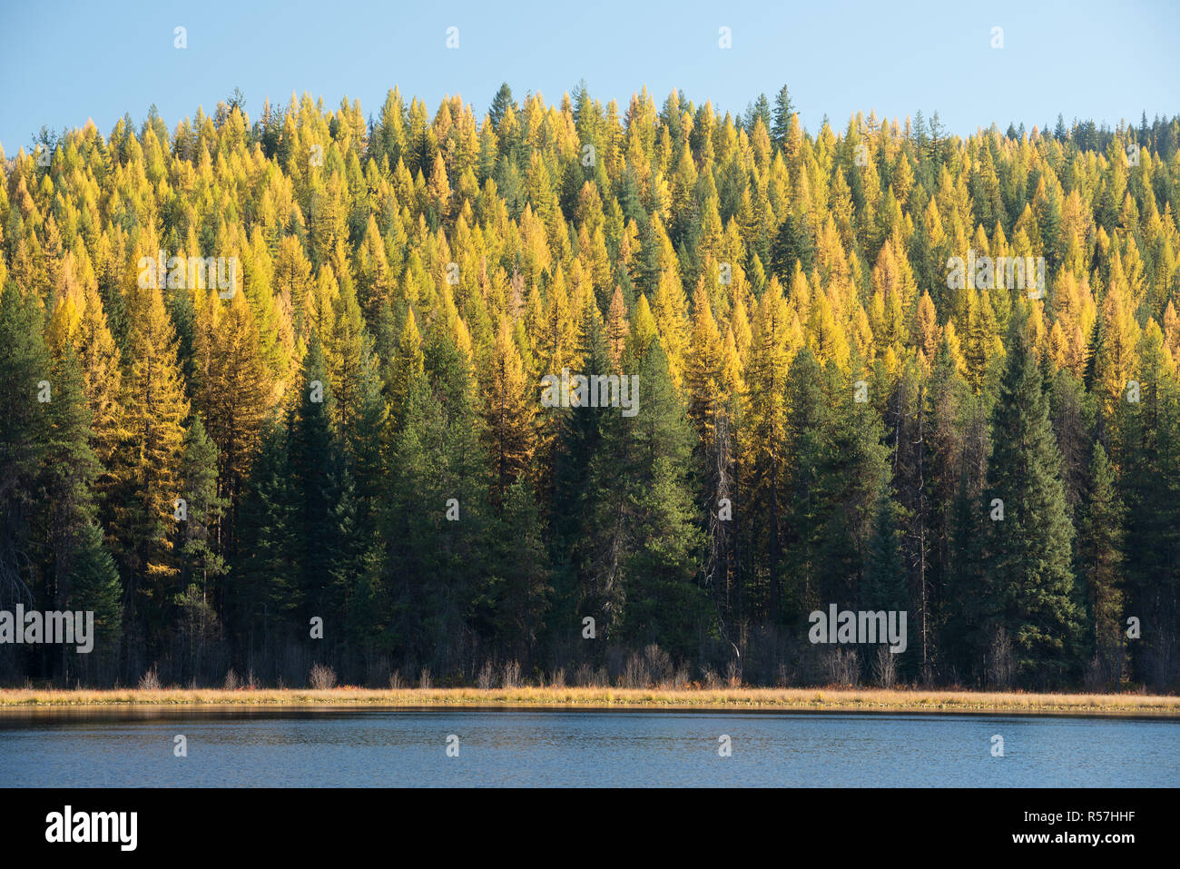 Colville hi-res stock photography and images - Alamy