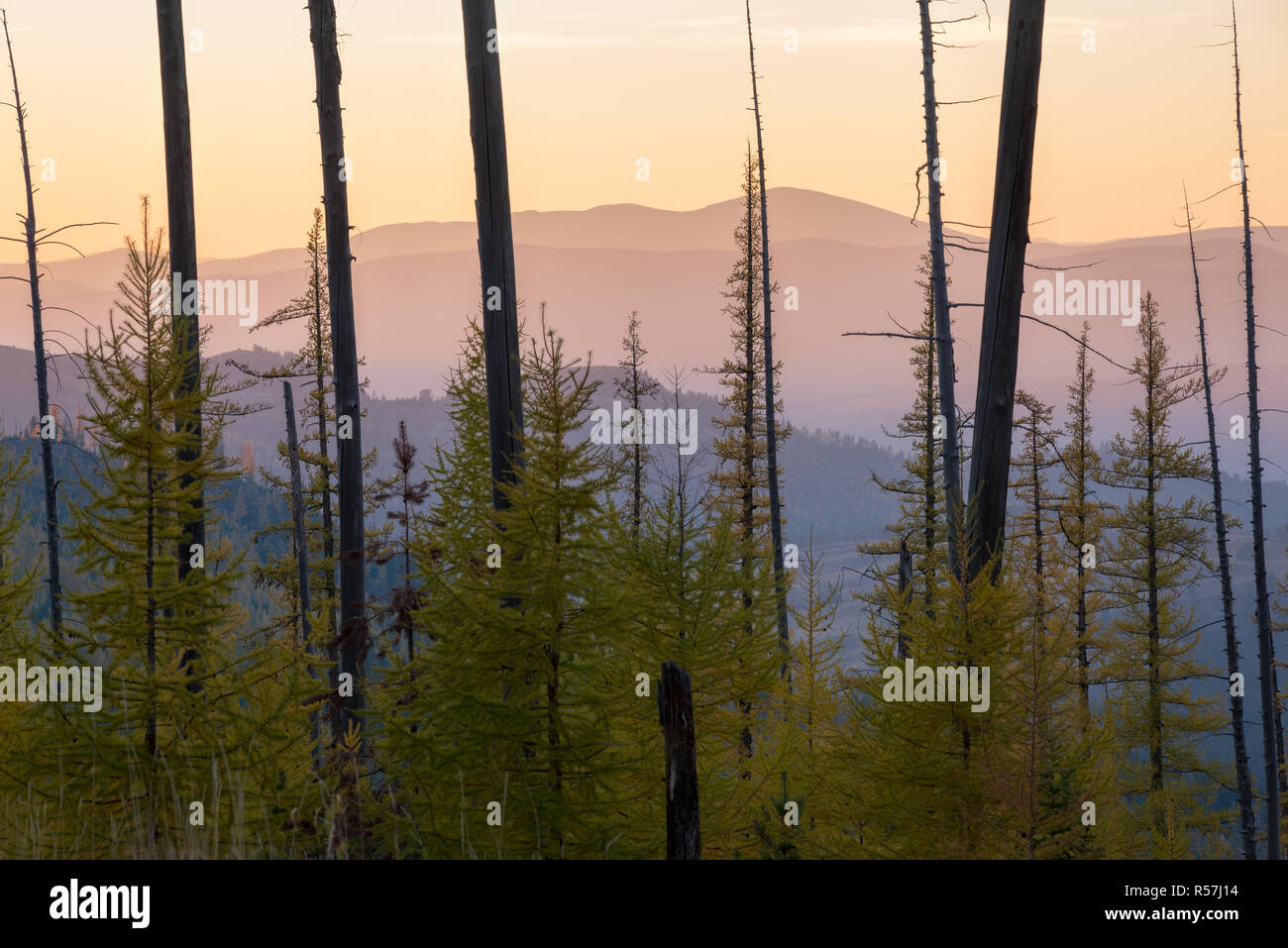 Fire okanogan national forest hi-res stock photography and images - Alamy