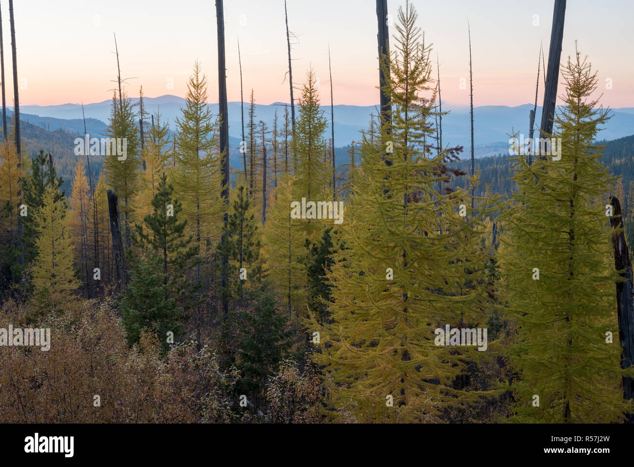 White Mountain burn area at sunset, Colville National Forest ...