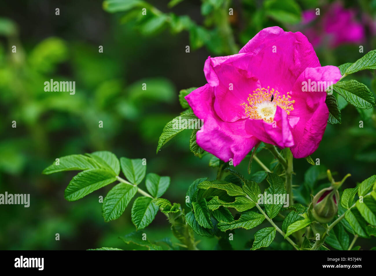 Pink wild rose Stock Photo - Alamy