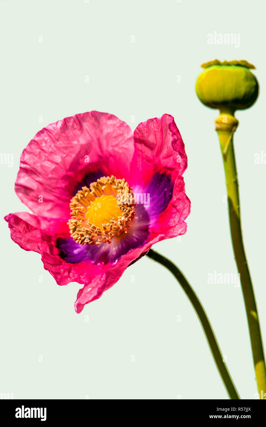 opium poppy,flower and capsule Stock Photo - Alamy